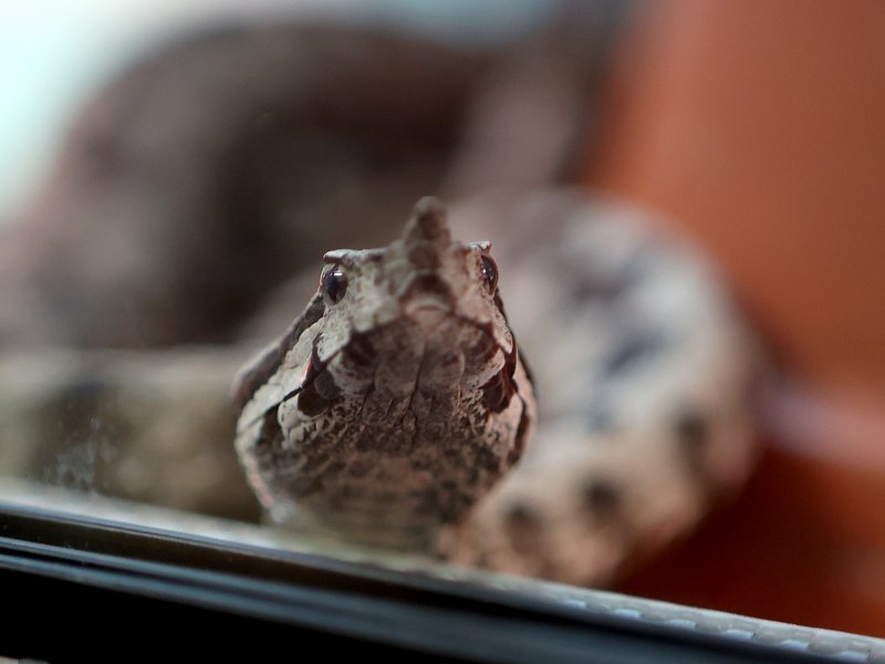 Poskok ugrizao djevojčicu u BiH, pogledajte kako izgleda reakcija na ...