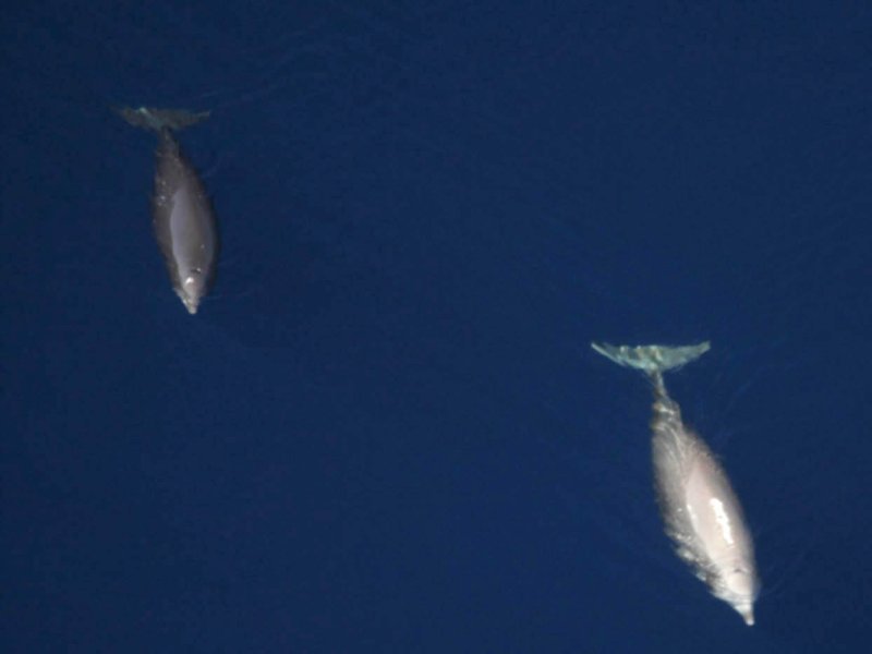 U Jadranu počelo praćenje zaštićene vrste kitova - tportal