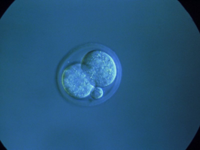 Jesu li ljudi sljedeći? Znanstvenici uspjeli uzgojiti mišje embrije u ...