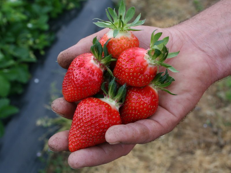 Kako prepoznati domaće od uvoznih jagoda - tportal