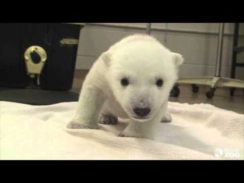 Prvi koraci slatke bebe polarnog medvjeda - tportal