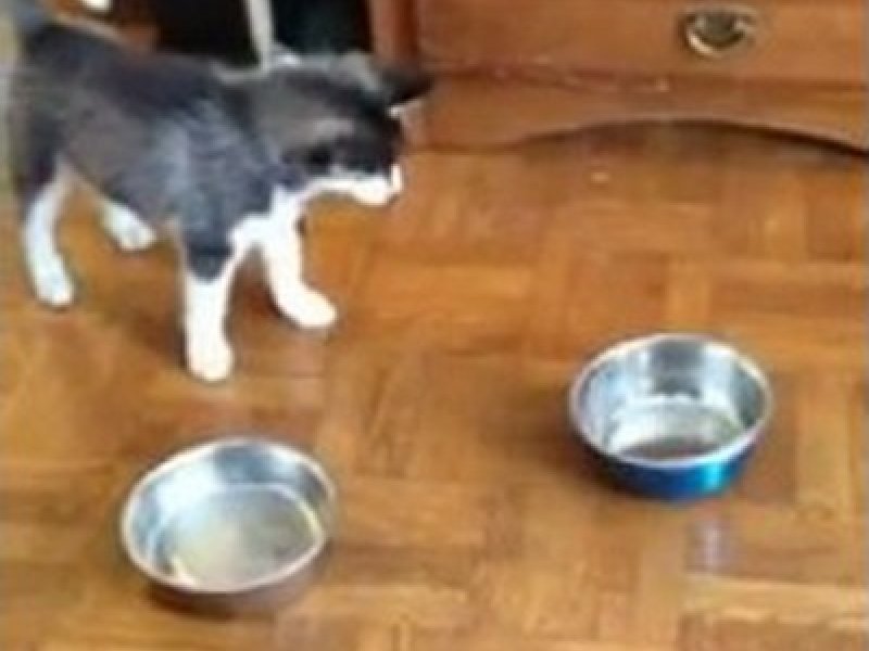 Mali haski okomio se na metalnu zdjelicu - tportal