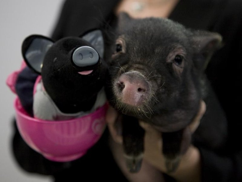 Mini prase reklamiralo svoju plišanu verziju - tportal