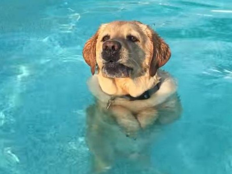 Slatki pas otkrio da može stajati u bazenu - tportal