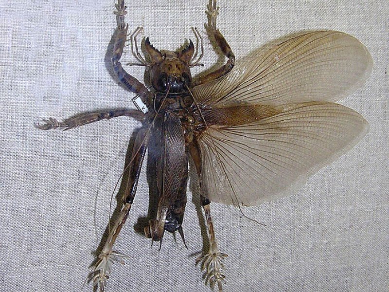 Strašna buba ostala ista 100 milijuna godina! - tportal