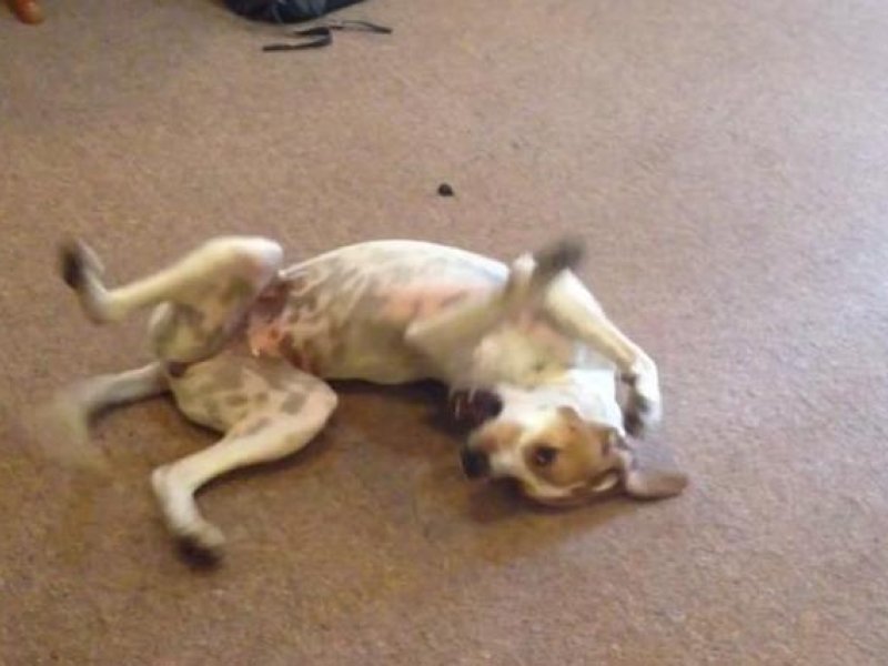 Slatki pas poludio za suhom šljivom - tportal