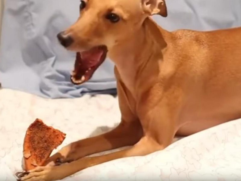 Slatki pas voli se igrati s hranom - tportal