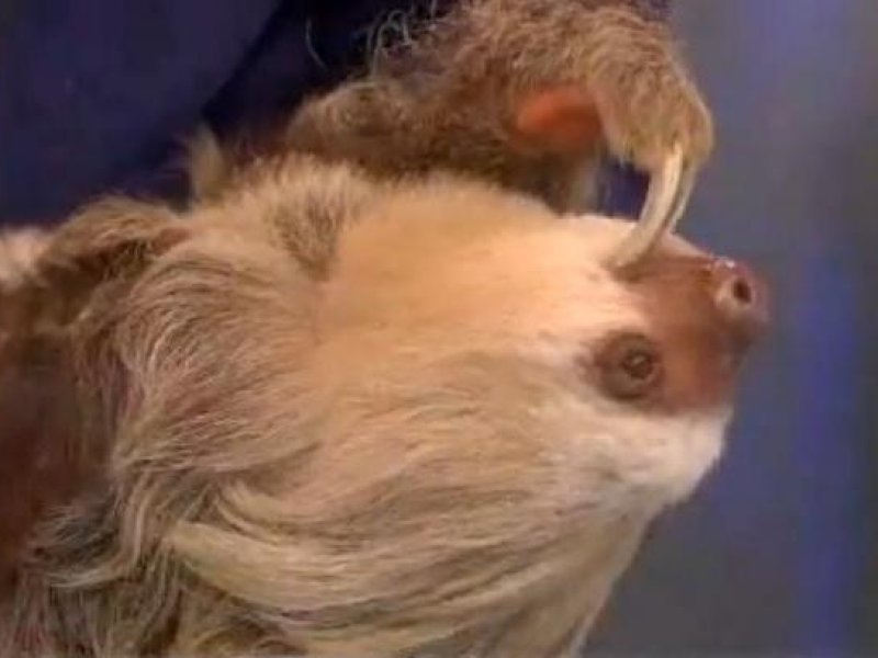 Slatkom ljenjivcu napravili frizuru za TV emisiju - tportal