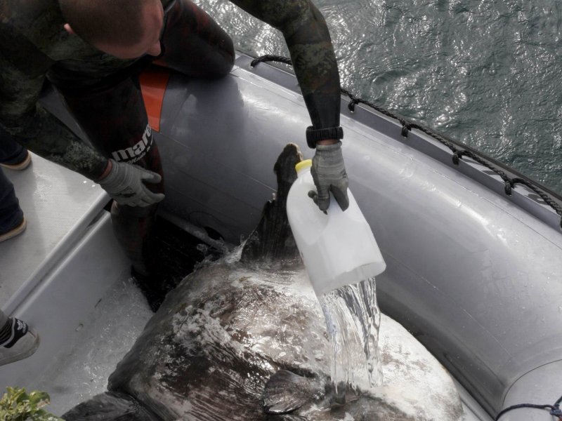 Veliki bucanj se vratio u Rječinu - tportal