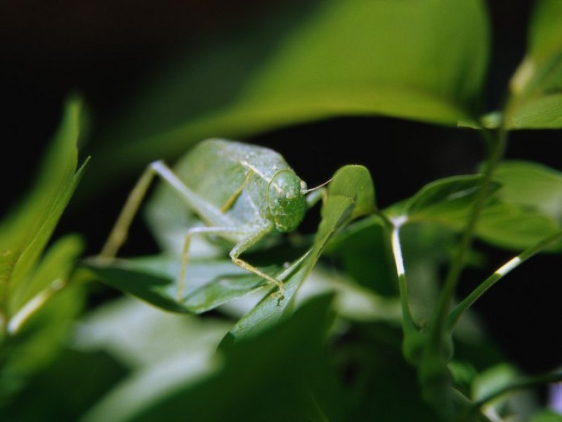 Otkriven kukac s najvećim testisima na svijetu - tportal