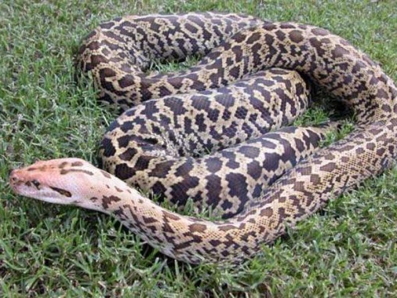 Piton od sedam metara progutao Indonežanku - tportal