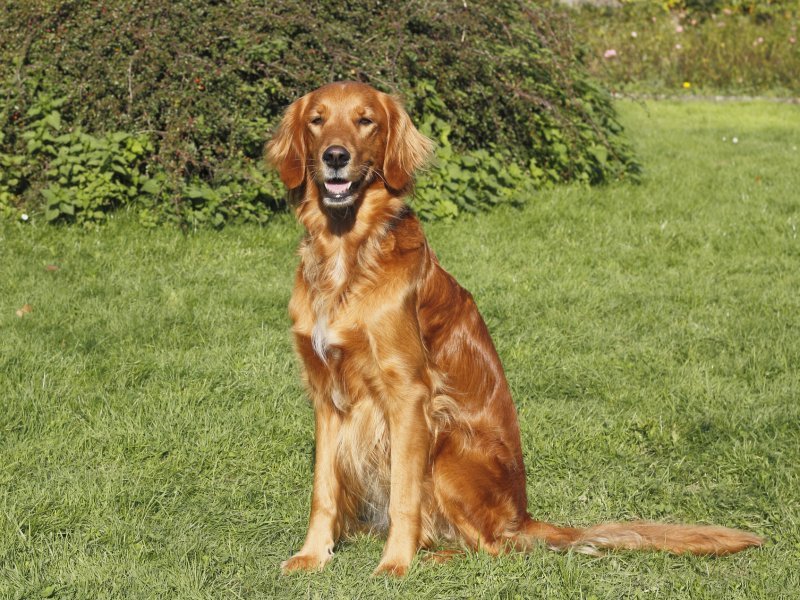 Evo zašto bi irski seter mogao biti pravi pas za vas - tportal