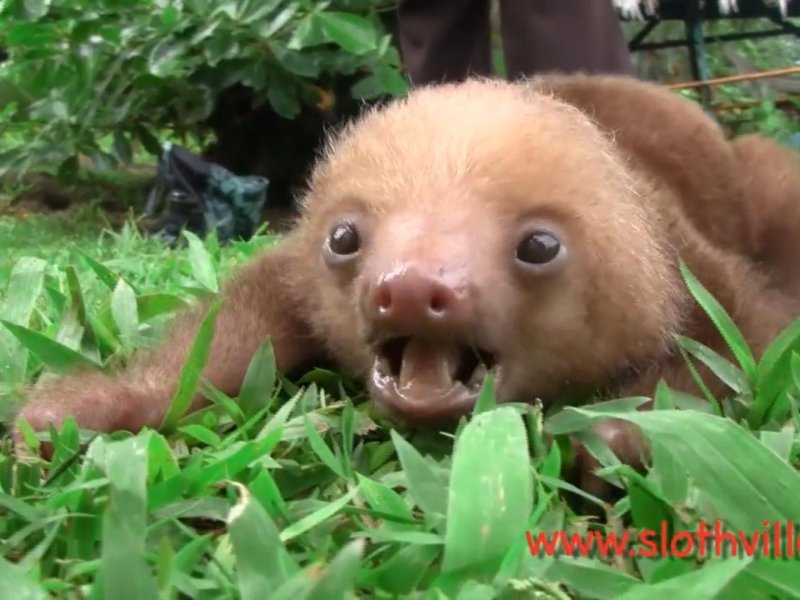 Bebe ljenjivci su naprosto neodoljivi - tportal