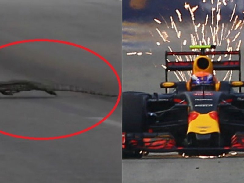 Golemi gušter izazvao pomutnju na F1 stazi u Singapuru! - tportal