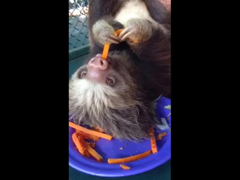 Slatki ljenivac ne može naći mrkvicu - tportal