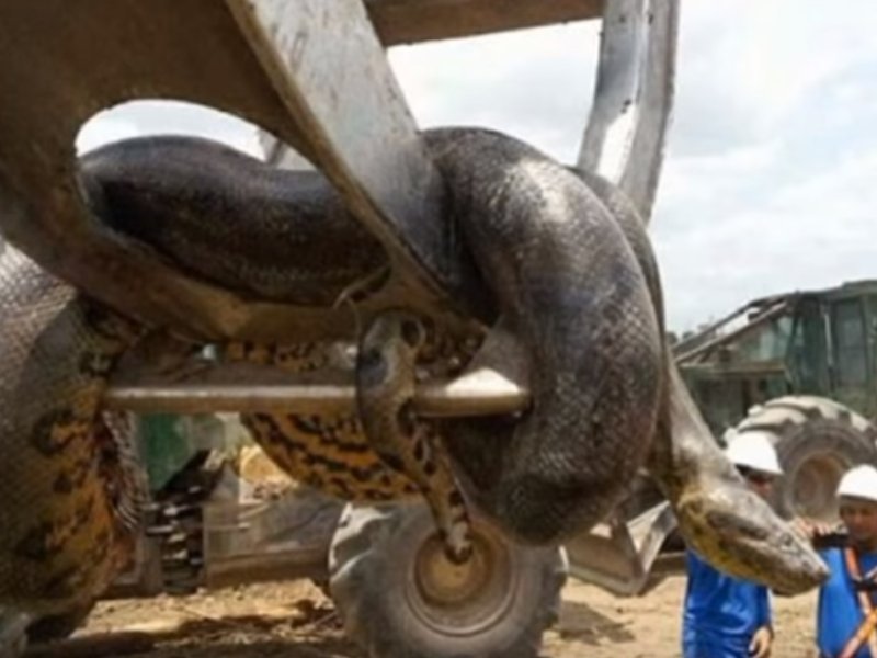 Divovska anakonda u Brazilu: Je li ovo najveća poznata zmija? - tportal