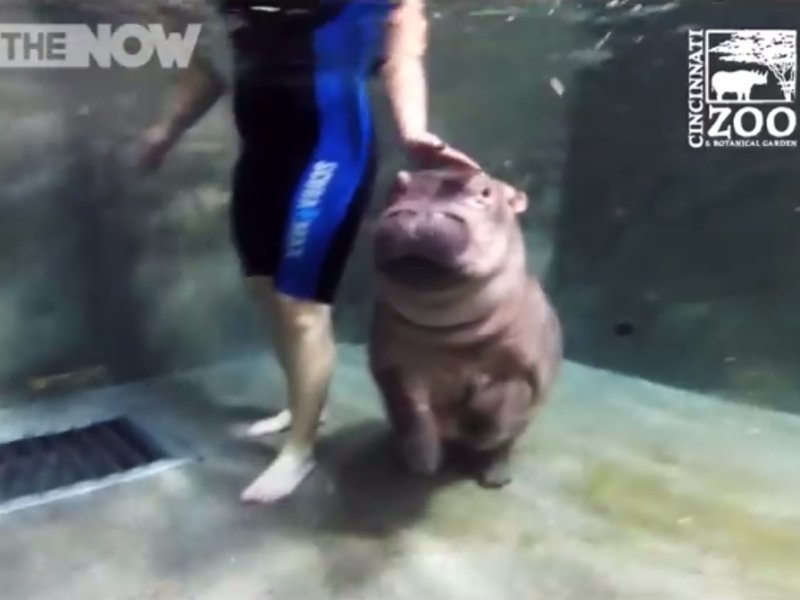 Od ove slatke afričke bebe ubojitiji je samo komarac - tportal