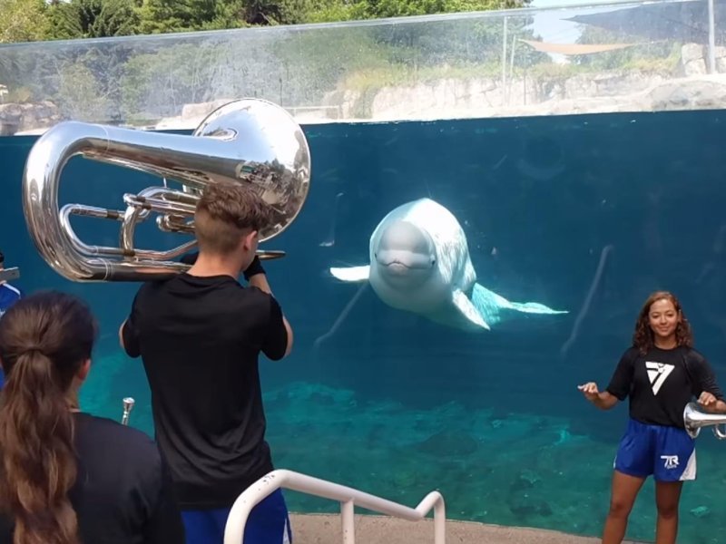 Bijeli kit opušta se uz limeni orkestar - tportal