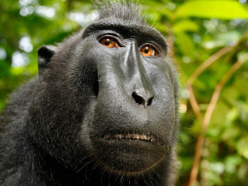 Majmun Naruto nije dobio autorska prava na selfije, ali svejedno može ...