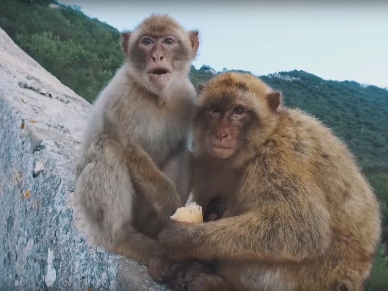 Jeste li već vidjeli jedine europske divlje majmune? - tportal