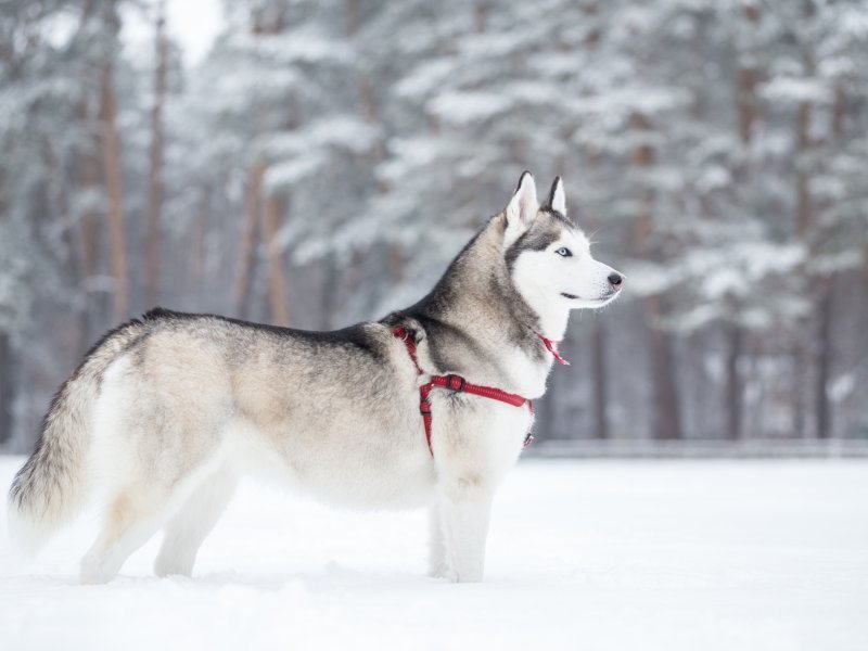 Je li sibirski haski pravi pas za vas? - tportal