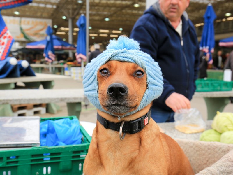 Slatki pas Roko osječkim ulicama fura zanimljiv modni detalj - tportal