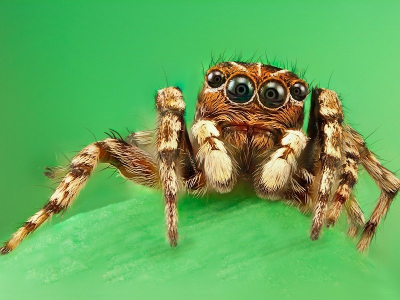 Ma tko to mene gleda? Pauci doista imaju neobično hipnotizirajuće oči ...