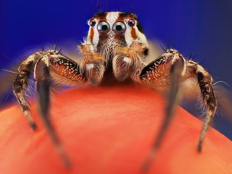 Ma tko to mene gleda? Pauci doista imaju neobično hipnotizirajuće oči ...