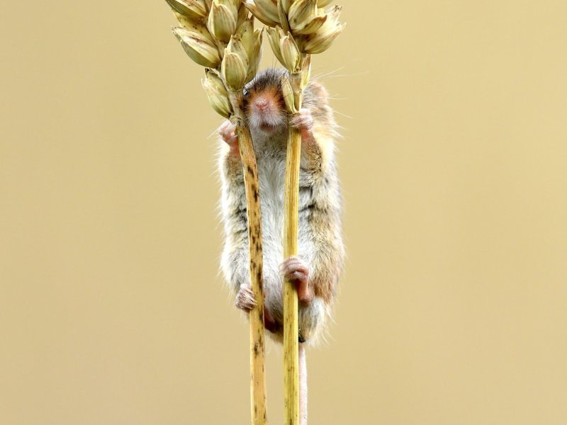 Svatko je Tarzan u svojoj džungli, pa tako i mali poljski miš! - tportal