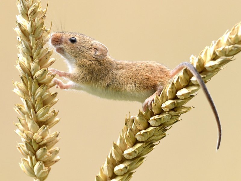Svatko je Tarzan u svojoj džungli, pa tako i mali poljski miš! - tportal