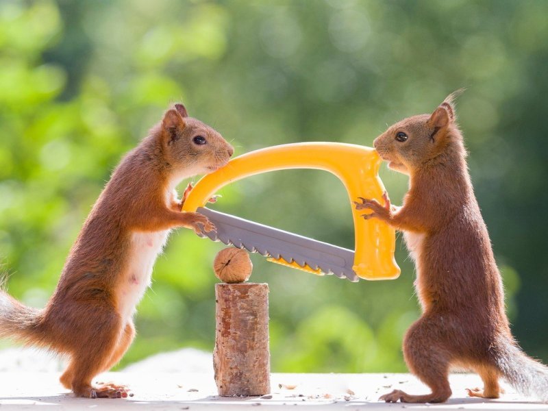 Nikad niste vidjeli nešto slađe od vjeverica koje otvaraju orahe - tportal