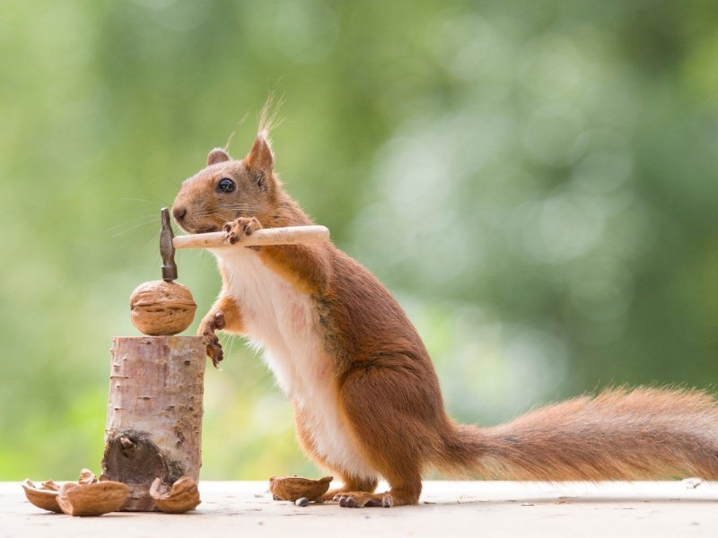 Nikad niste vidjeli nešto slađe od vjeverica koje otvaraju orahe - tportal