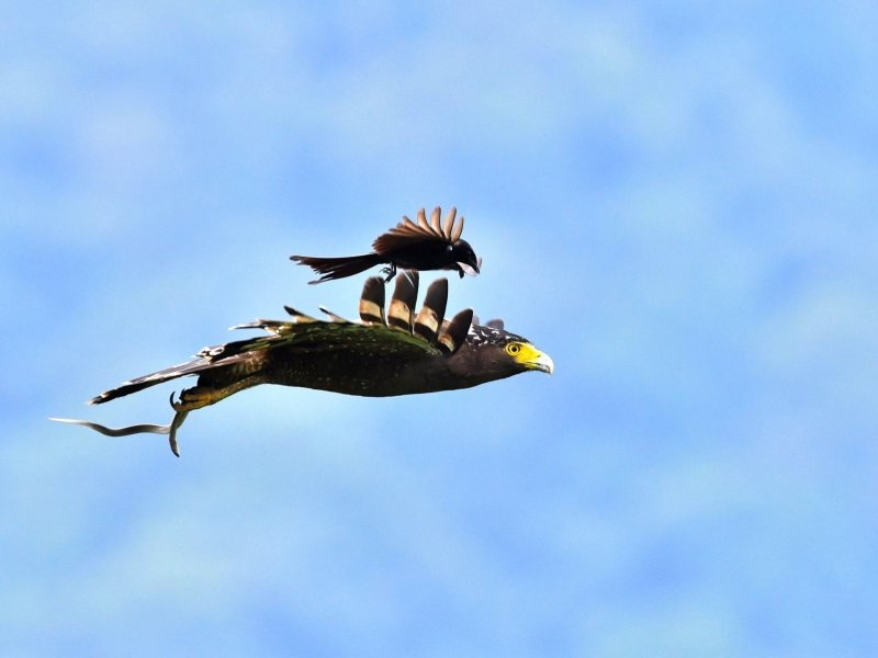 Šašava ptica sletjela na orla u pokretu - tportal