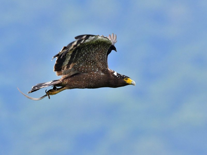 Šašava ptica sletjela na orla u pokretu - tportal