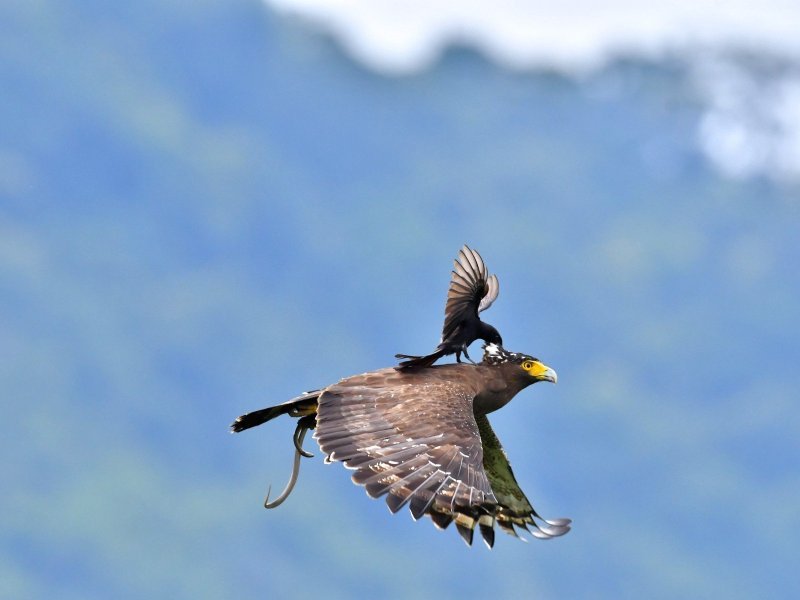 Šašava ptica sletjela na orla u pokretu - tportal