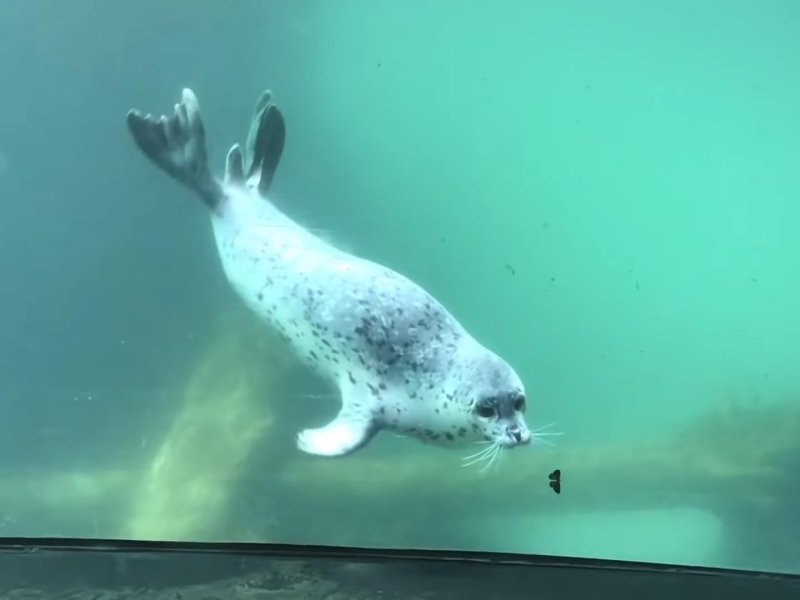 Slatki tuljan igra se lovice s leptirom - tportal