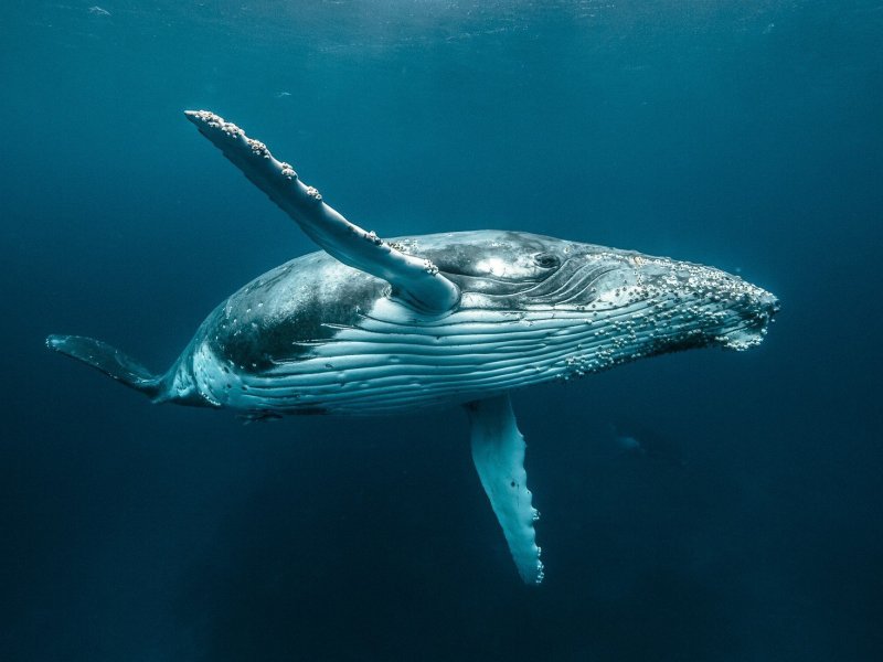 Pogledajte veličanstvene grbave kitove - tportal