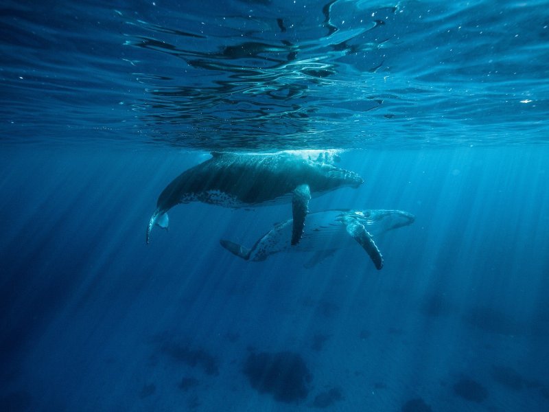Pogledajte veličanstvene grbave kitove - tportal