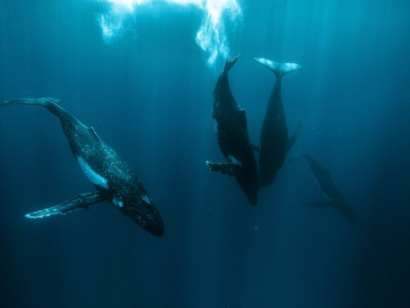 Pogledajte veličanstvene grbave kitove - tportal