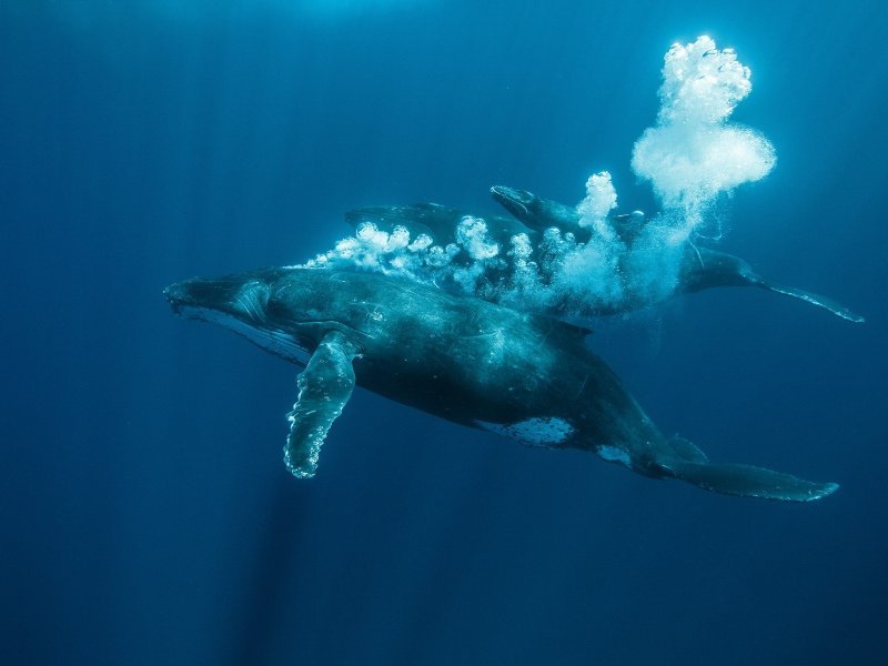 Pogledajte veličanstvene grbave kitove - tportal