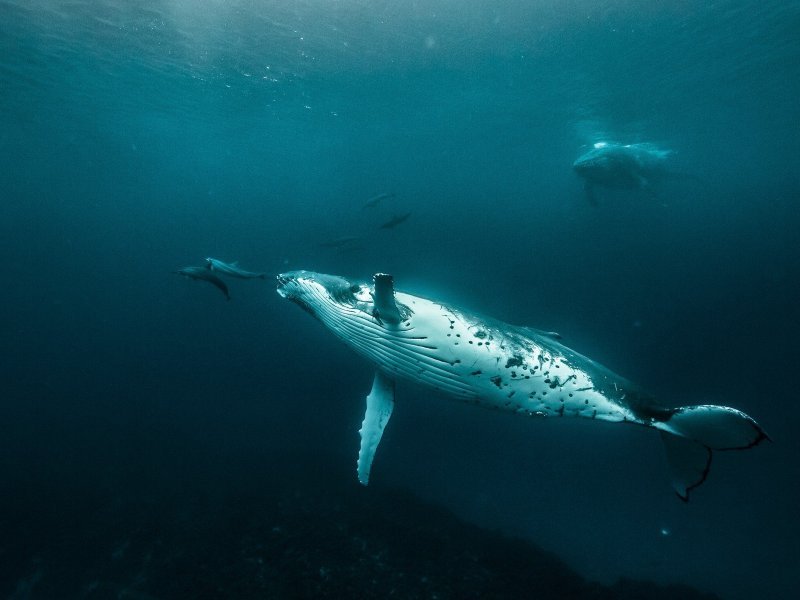 Pogledajte veličanstvene grbave kitove - tportal