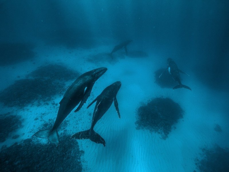 Pogledajte veličanstvene grbave kitove - tportal