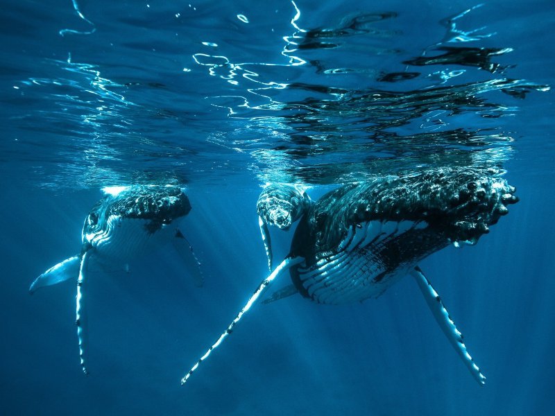 Pogledajte veličanstvene grbave kitove - tportal