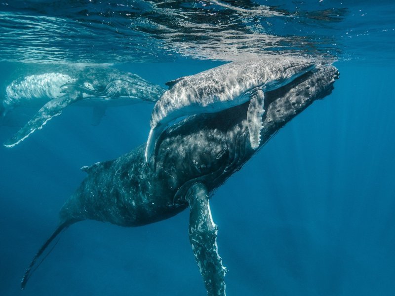 Pogledajte veličanstvene grbave kitove - tportal