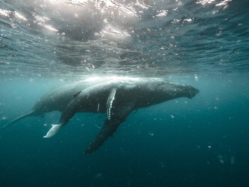 Pogledajte veličanstvene grbave kitove - tportal