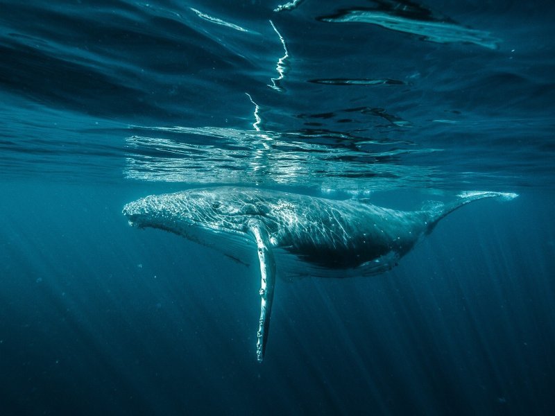 Pogledajte veličanstvene grbave kitove - tportal