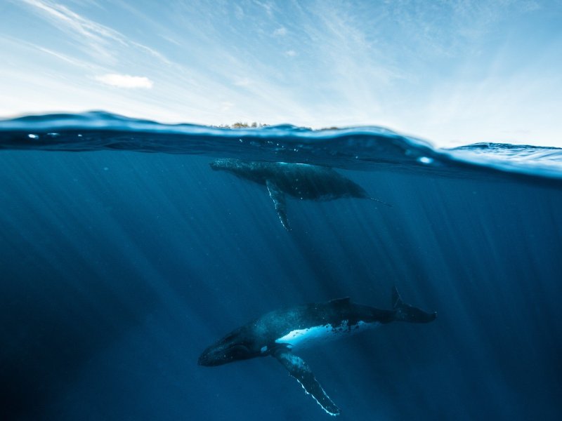 Pogledajte veličanstvene grbave kitove - tportal