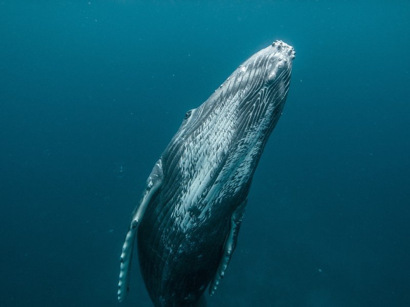 Pogledajte veličanstvene grbave kitove - tportal