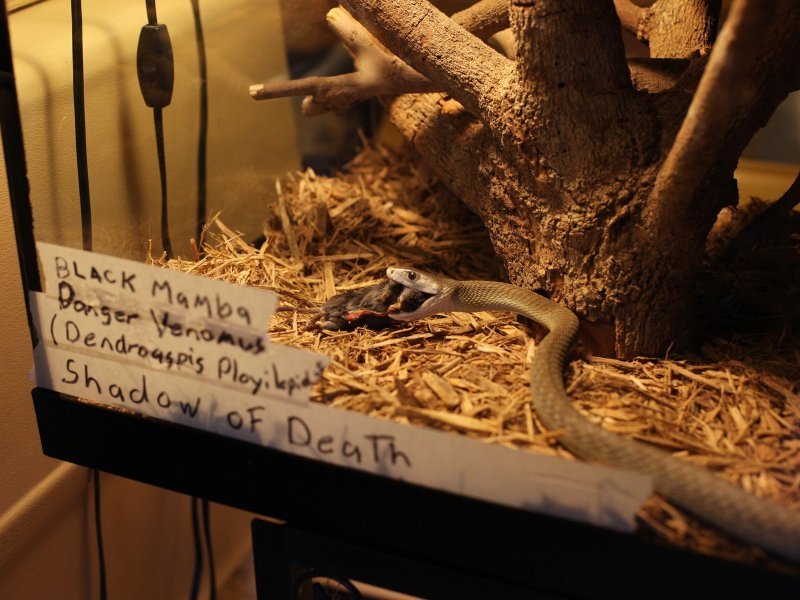 Upoznajte čovjeka koji svoj dom dijeli sa 60 otrovnica - tportal