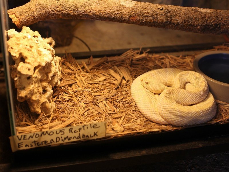 Upoznajte čovjeka koji svoj dom dijeli sa 60 otrovnica - tportal